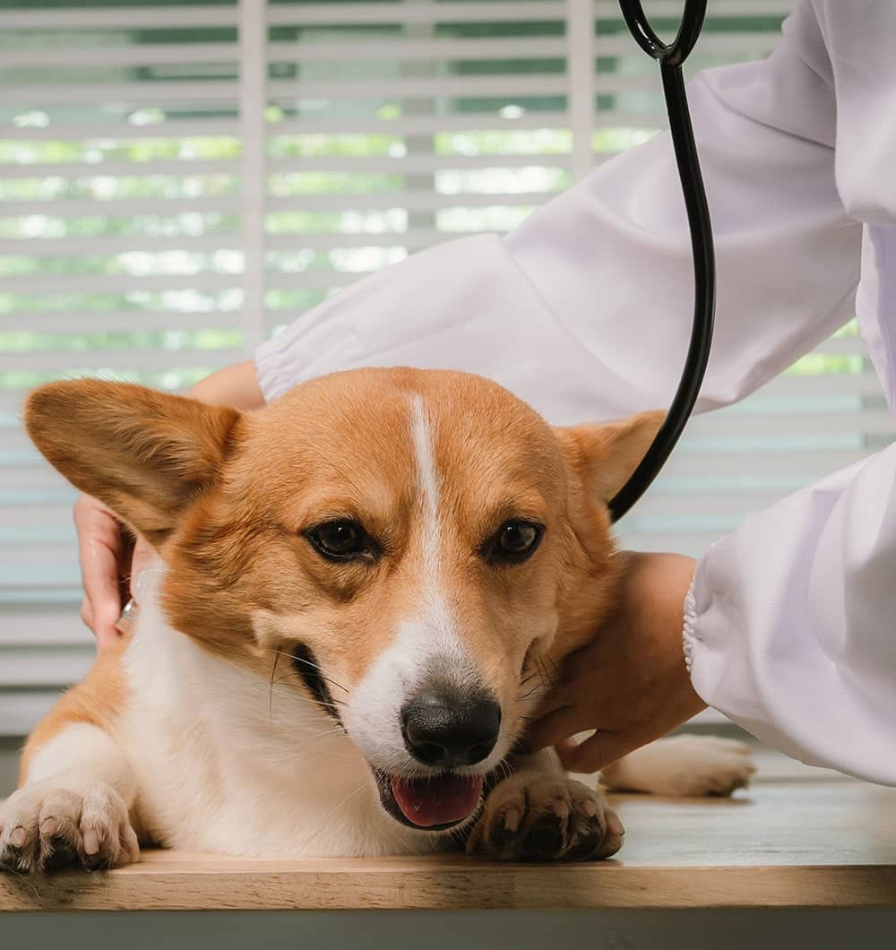 Veterinary Specialist in Middle Island - Jennifer Iannaccone DVM