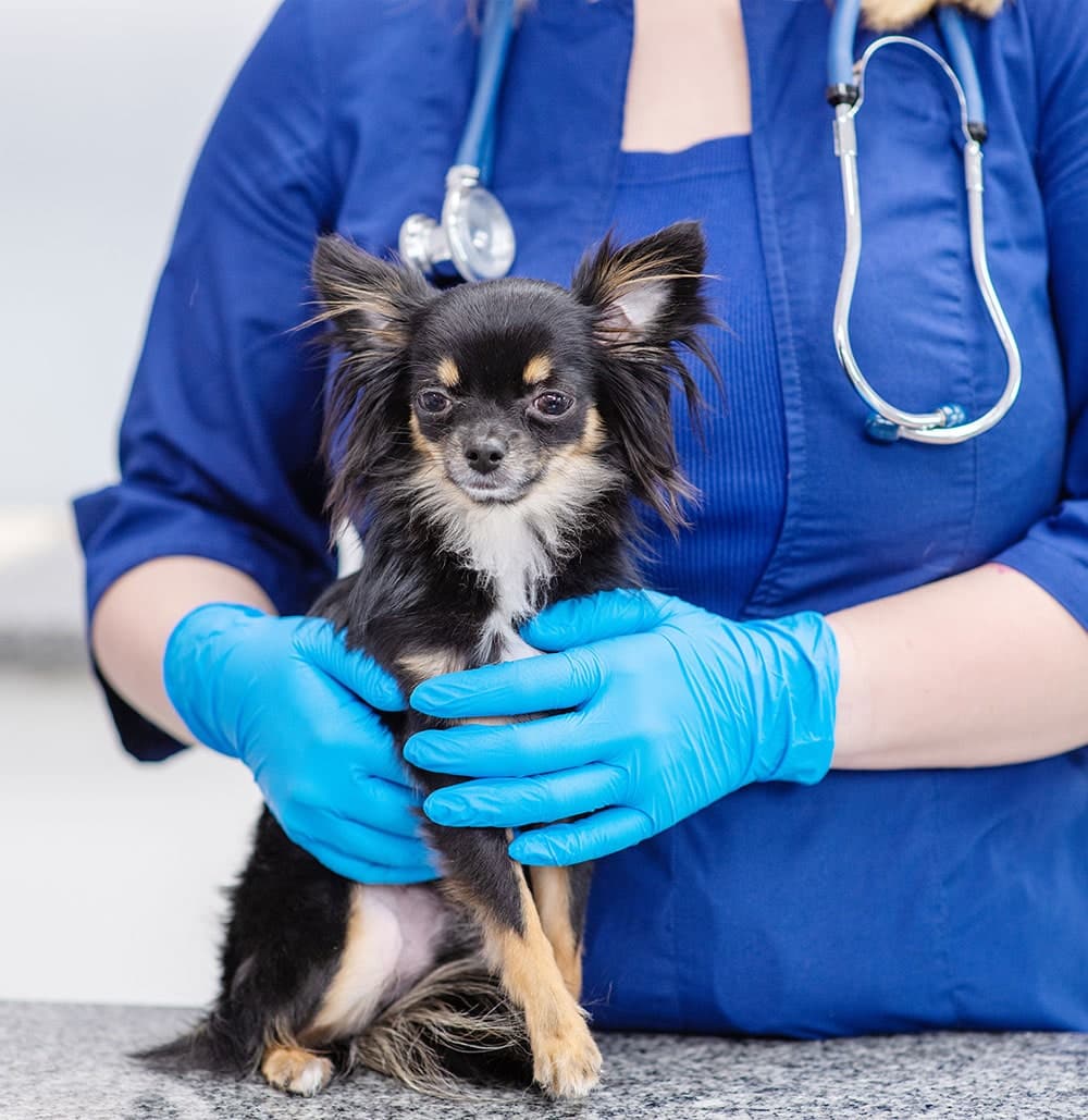 Vet Services in Middle Island NY - Wooded Acres Animal Hospital
